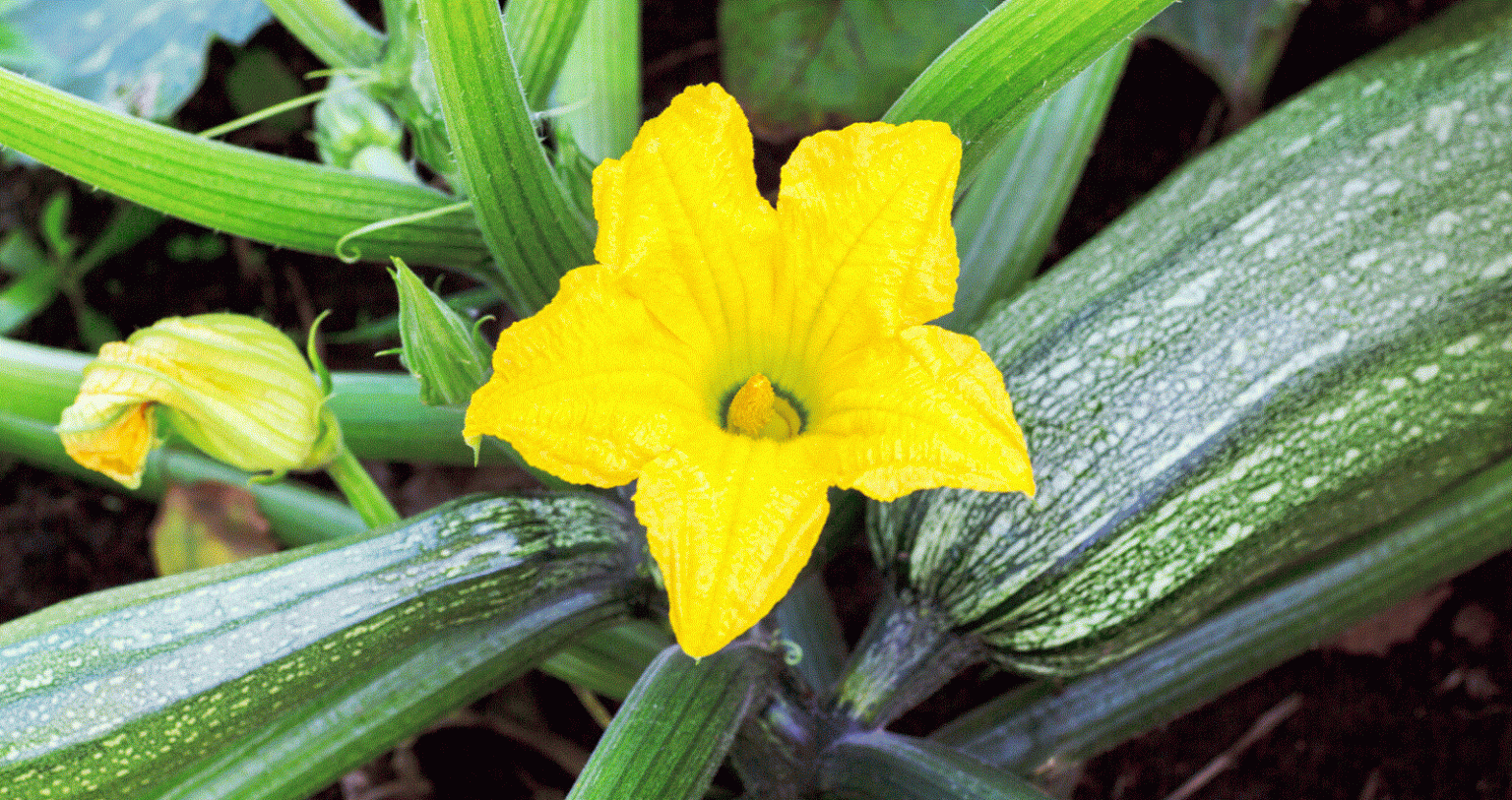 Fertilizer Recommendations, Squash Advice and Plant Bed Tips – Path To ...